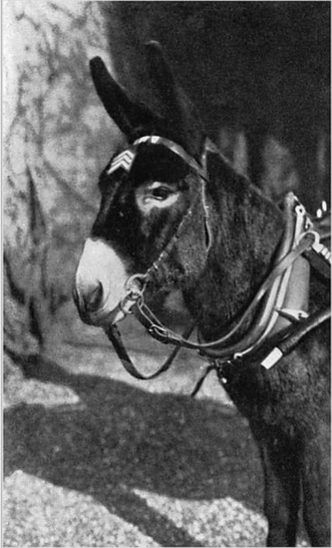 ‘Patience is the virtue of donkeys’ – Lucy Betteridge-Dyson