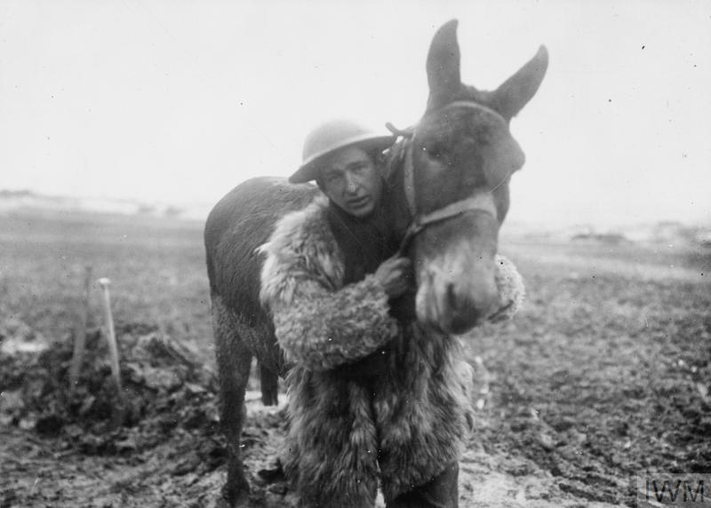 ‘A stupid mule is still smarter than a good horse, or a bad man’ – Lucy ...